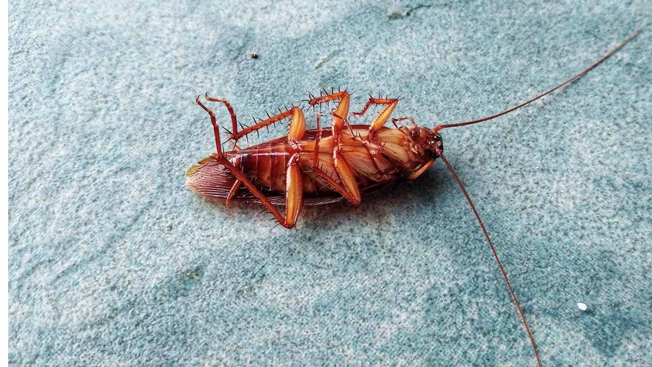 Top 5 Signs of Wharf Roach | Eco-Friendly Pest Solutions