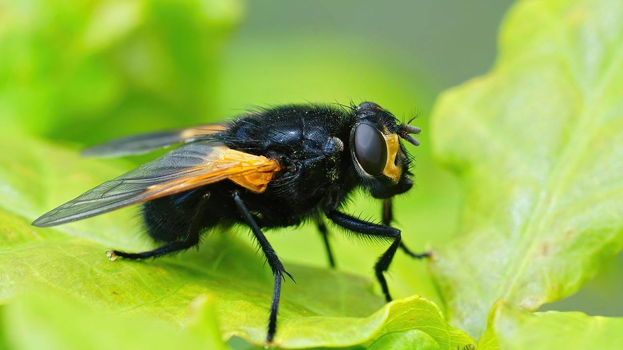 Best Flies Control Solutions - Toler Pest Control