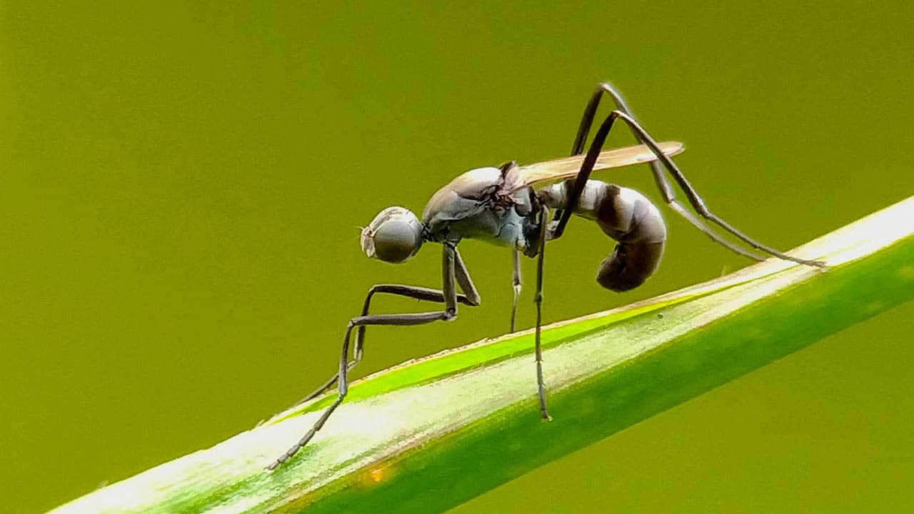 Mosquitoes Big Problems No 1. Solutions and Prevention